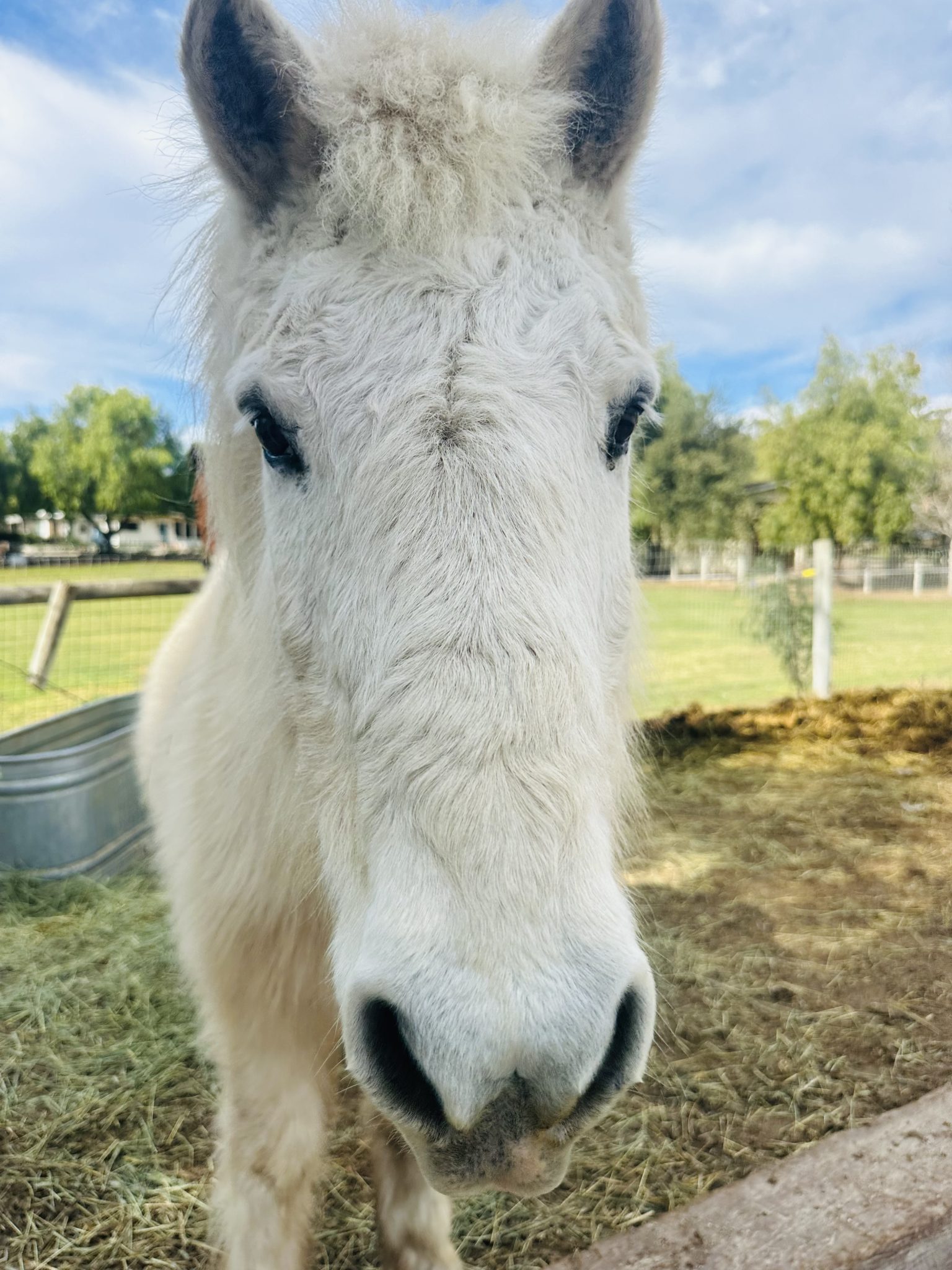Believe Ranch & Rescue – Rescue. Love. Train. Adopt